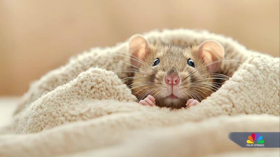 Triple Holiday Celebration: Pizza, French Dip, and Fancy Rodents Take ...