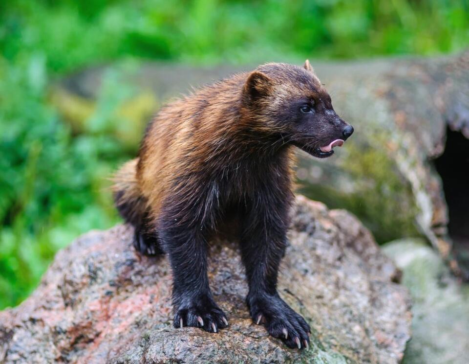 Wolverines are declining where conservation once worked - NewsBreak