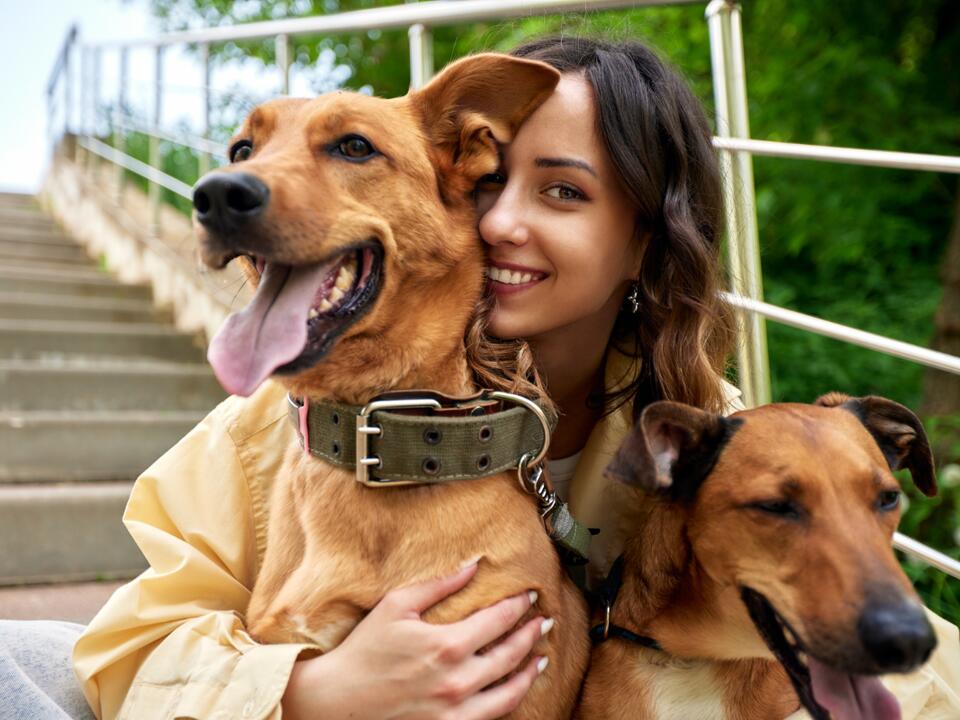 New Research Discovers Secret to Helping Rescue Dogs Get Adopted Faster ...