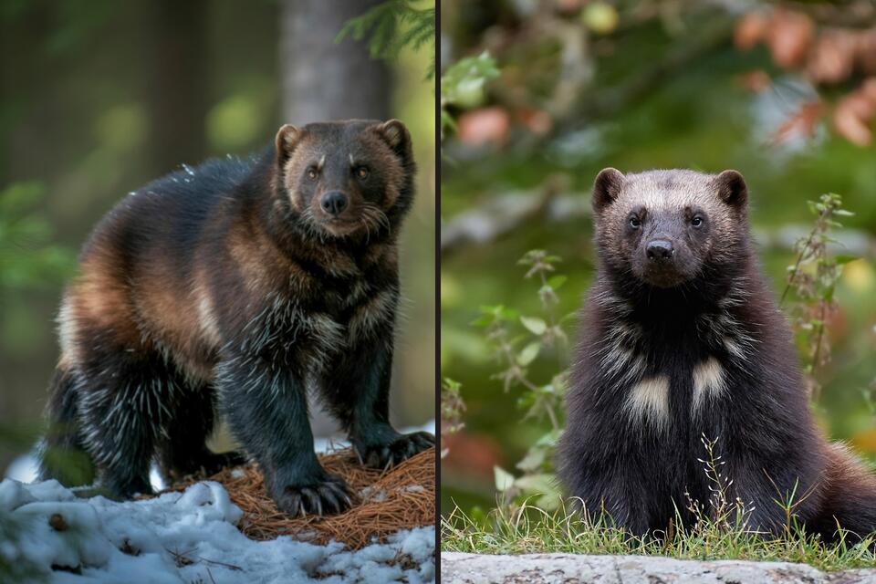 Wolverines Could Soon Return To Colorado's High Country - NewsBreak