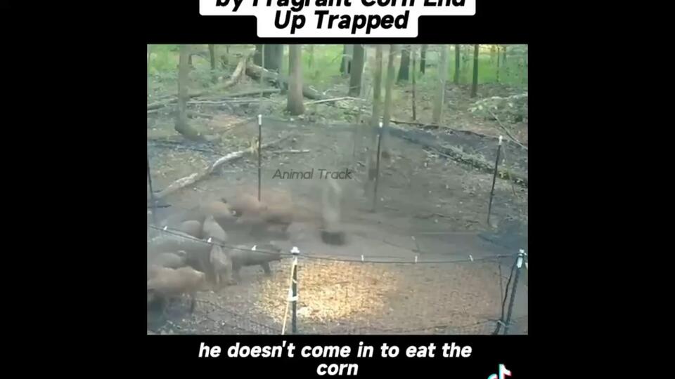 #Boar #trapped #farmers #savecrops #pigs #tricked #corn - NewsBreak
