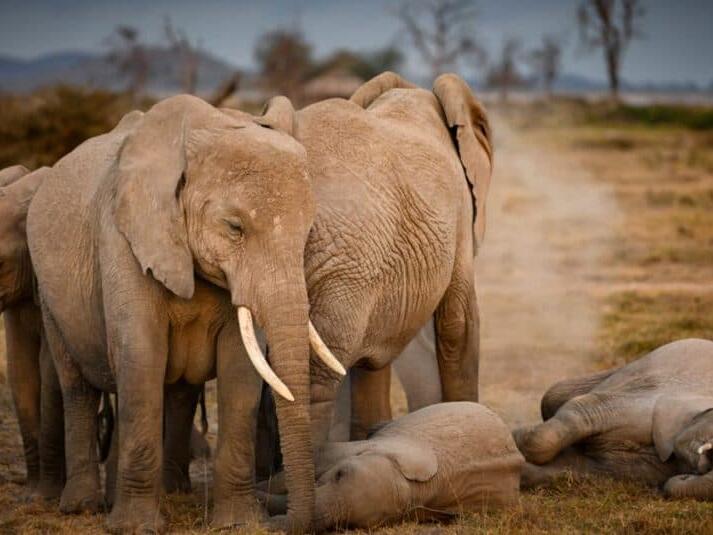 Elephants’ Sleeping Habits Explained
