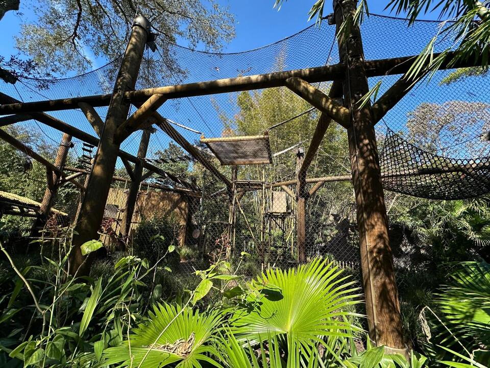 Walls Down at Monkey Exhibit Before Reopening in Disney’s Animal ...