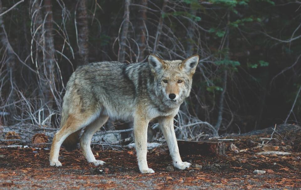 Reintroducing Wolves Changed an Entire River—Here’s How It Happened ...