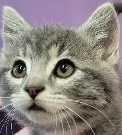 🐱 Playful Kittens and a Sweet Calico Ready for Adoption in Eugene ...