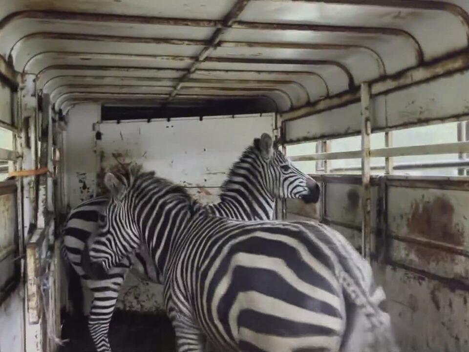 3 zebras captured, 1 loose after escaping trailer in North Bend near I ...