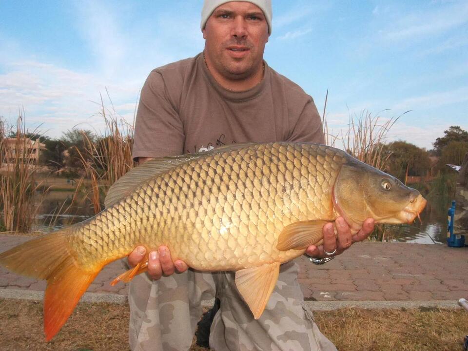 20 Carp Species Every Angler and Aquarist Should Know - NewsBreak