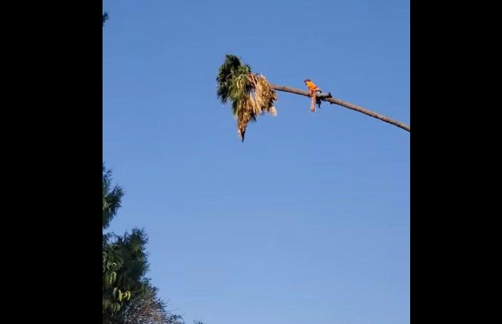 WATCH: Guy’s Terrifying Tree-Cutting Job Almost Catapults Him To Outer ...