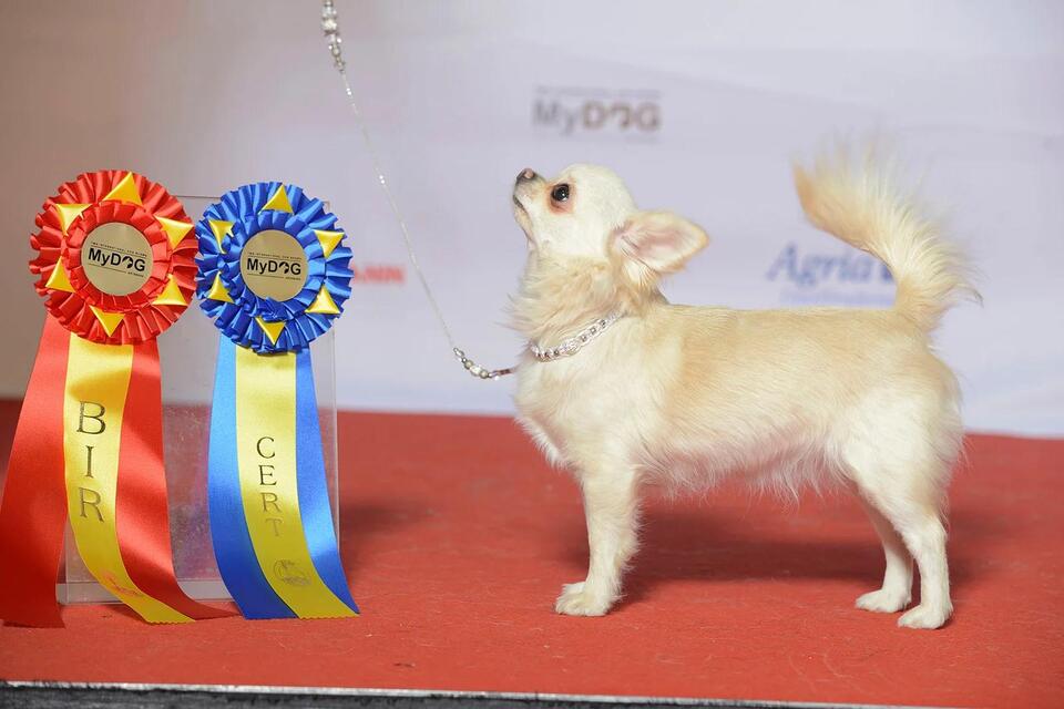The 20 Most Beloved Dog Breeds of 2025 - NewsBreak