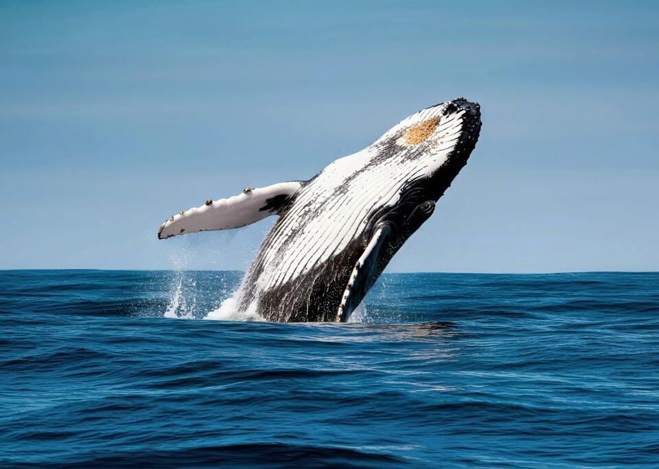 Whales in hot water: Will climate change disrupt their migration ...