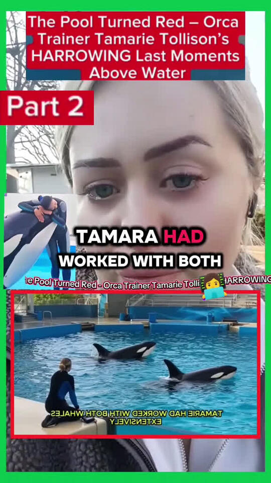 The Truth Behind Orca Trainer Tamarie Tollison's Last Show - NewsBreak