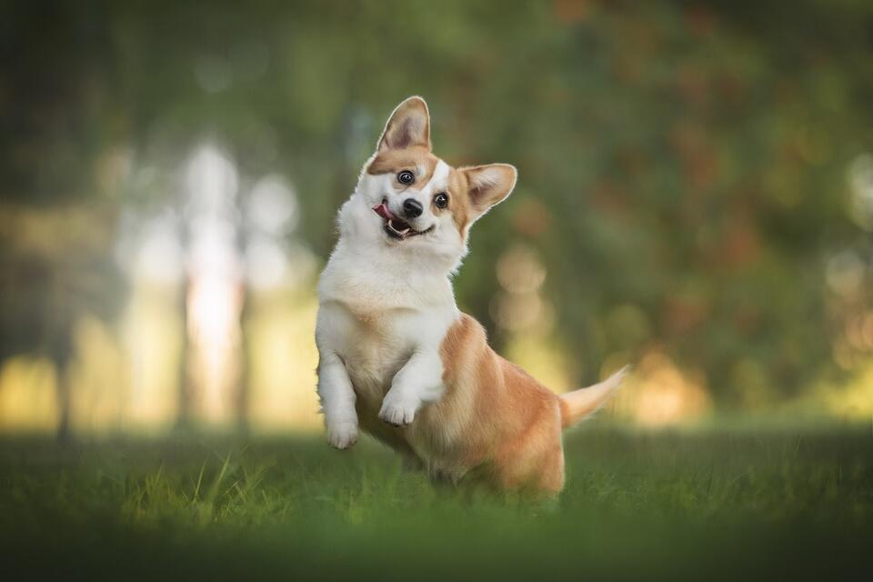 Hilarious Corgi Bounces Across Pool Cover Expertly Escaping ‘Capture'