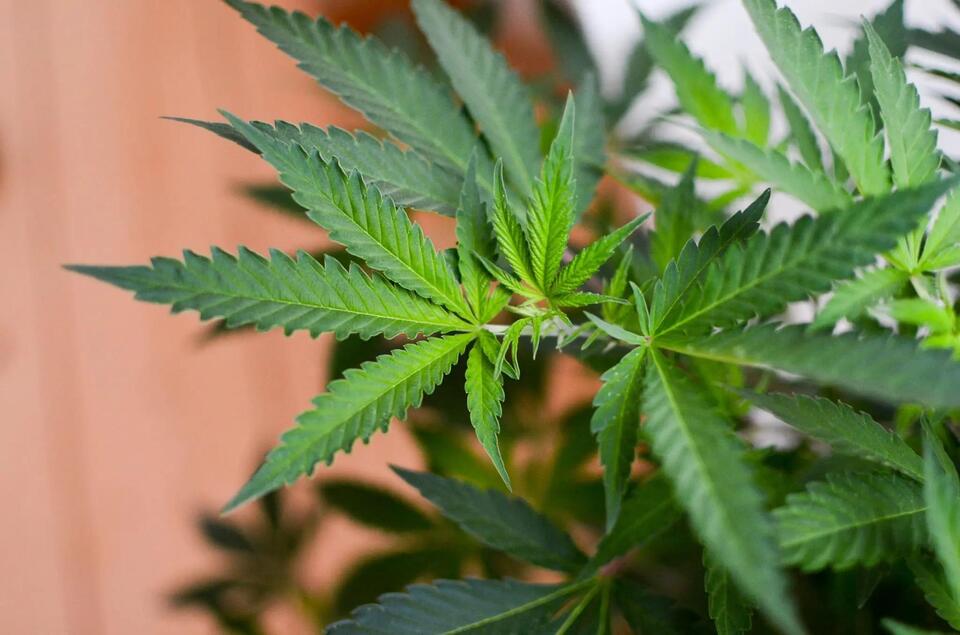 As More States Normalize Marijuana Legalization, New Poll Shows Many ...