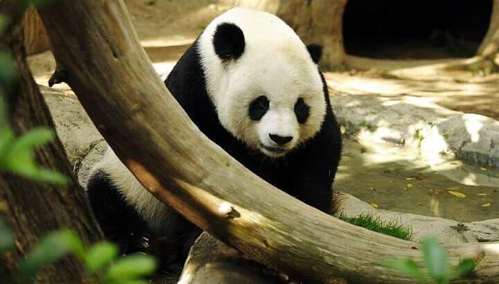 Best Places to See Giant Pandas - NewsBreak