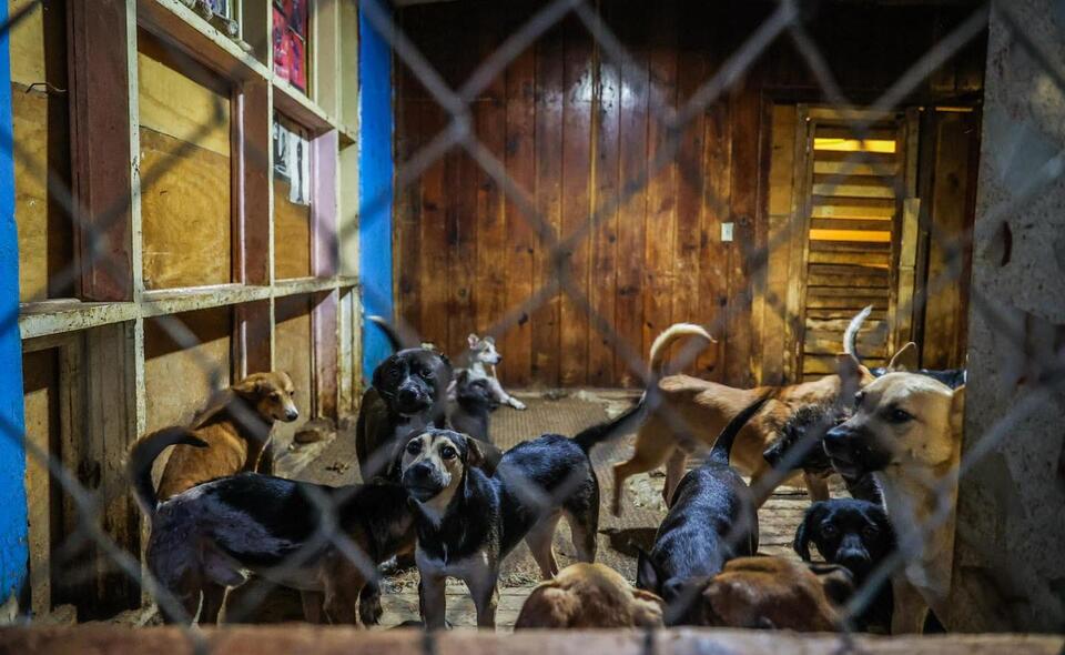 After 300 abused dogs found at fake shelter in Ensenada, San Diego ...