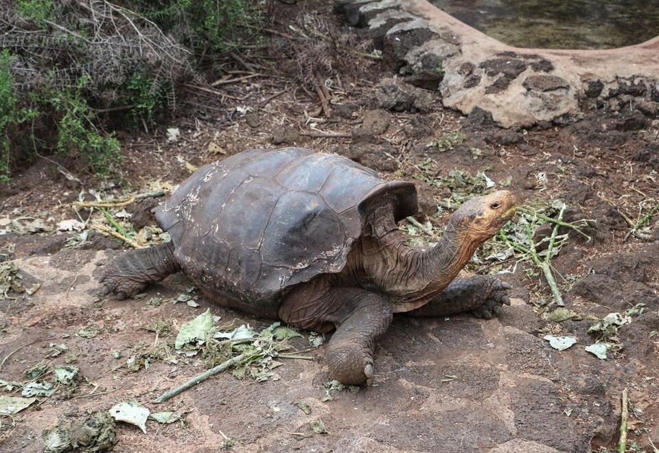 Creatures That Don’t Age: The Science Behind Biological Immortality ...