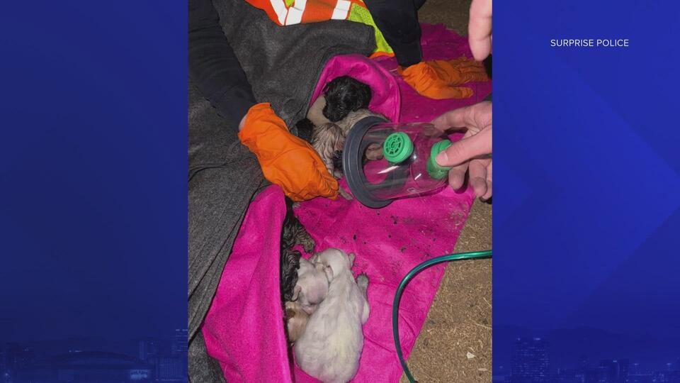 9 puppies and 3 dogs rescued from house fire in Wittmann - NewsBreak