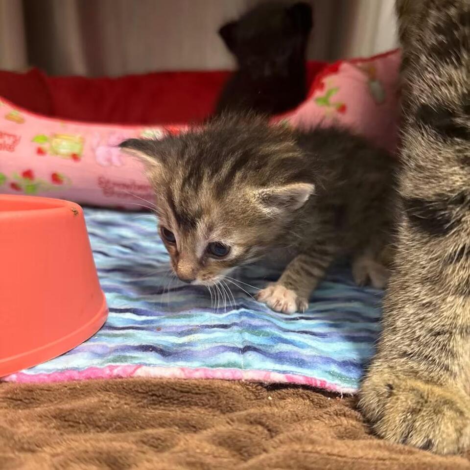 🐱 Free Cat Adoptions in Spring Hill — Kittens & Adults Waiting - NewsBreak