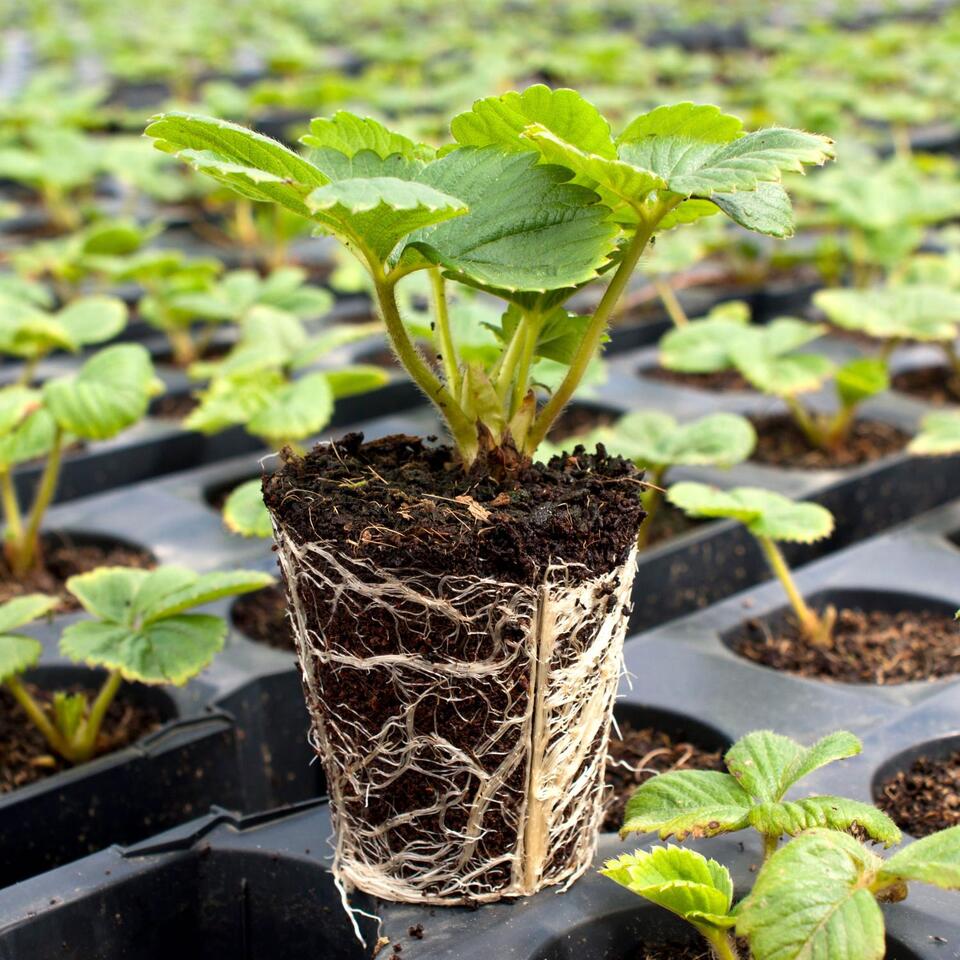 Why Choose Plugs For Plants? 3 Benefits Of Using Plug Plants For Beds ...