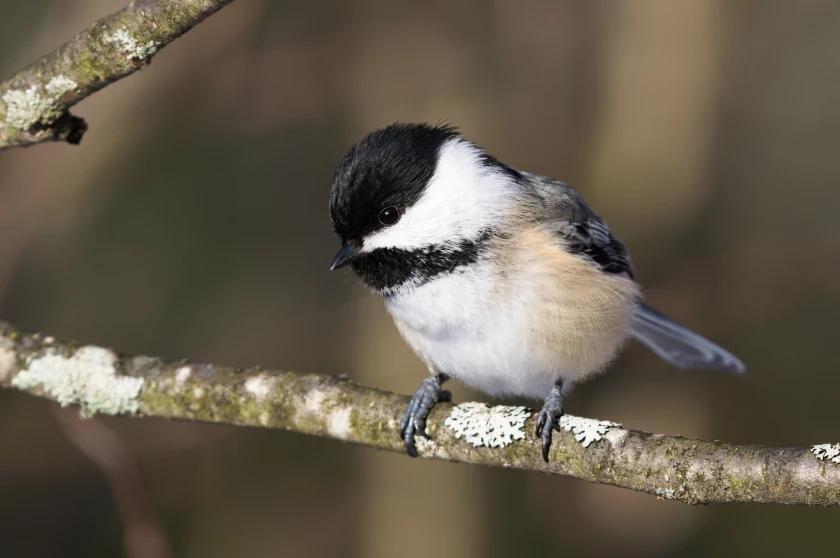 Help scientists track bird species in the Midwest during a global bird ...