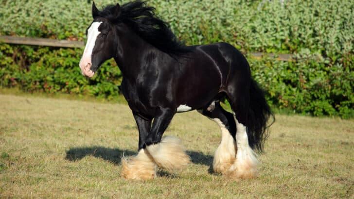 Stunning Horse Breeds That Define Kentucky’s Equestrian Legacy - NewsBreak