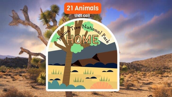 21 Animals That Call Joshua Tree Home - NewsBreak