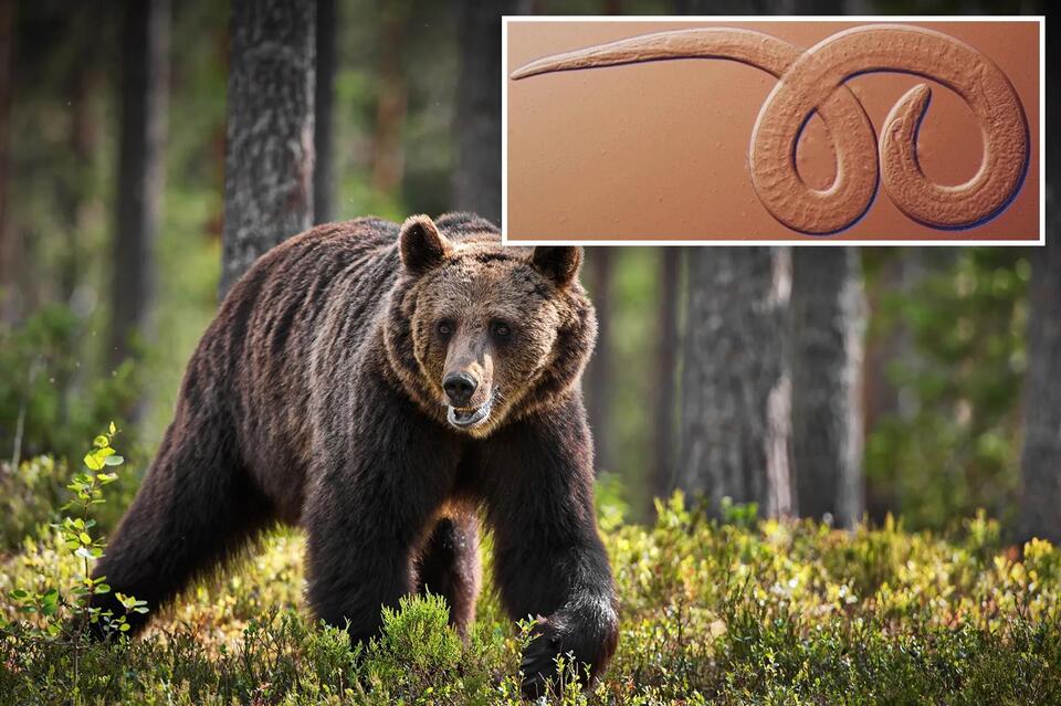Six people contract ‘brain worms’ from eating undercooked bear kabobs ...