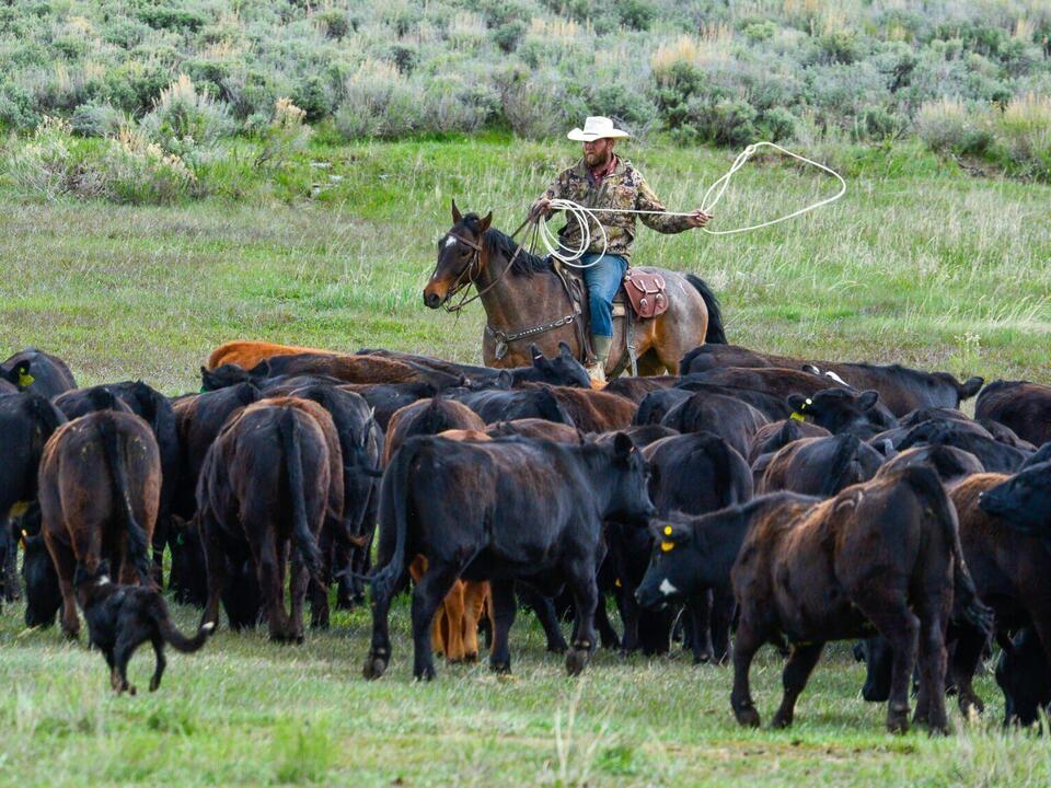 Lethal management of wolves allowed in Colorado; Jared Polis endorses ...