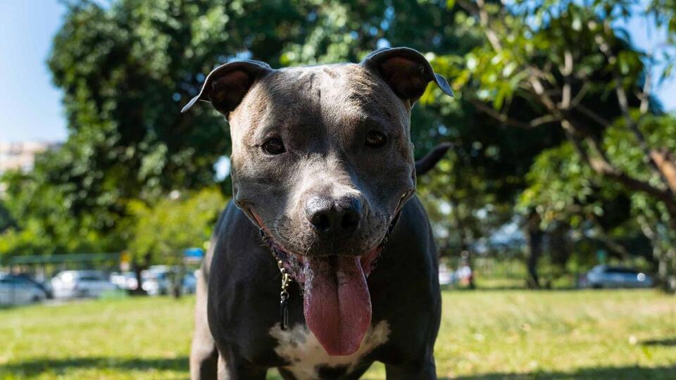 National Pit Bull Awareness Day 2024: Date, Origin, and Ways to ...