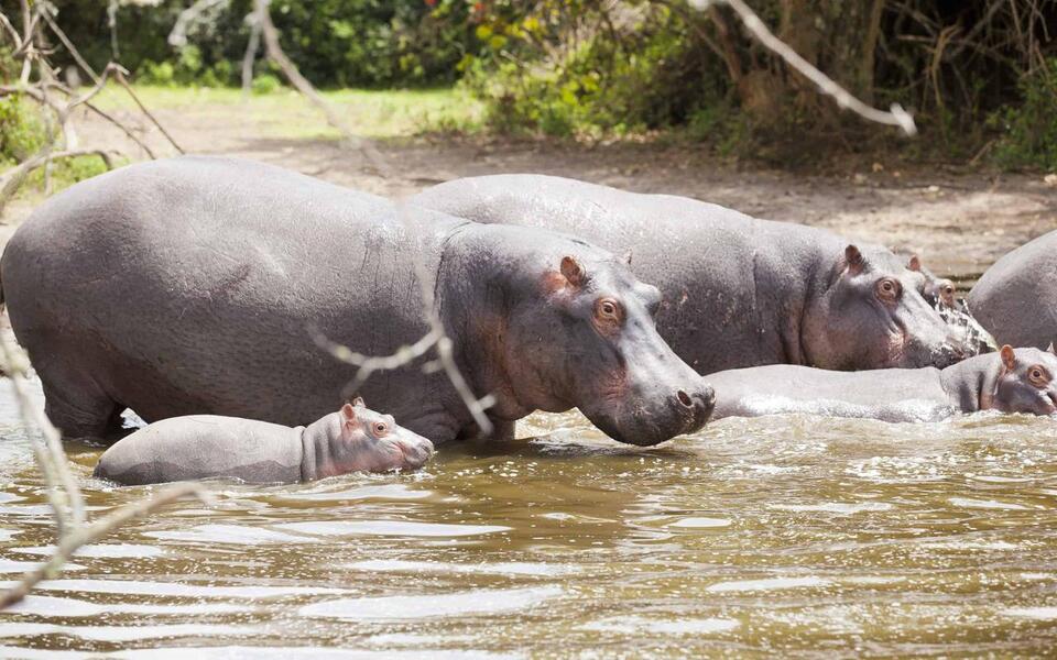 Male vs. Female Hippos: 6 Key Differences - NewsBreak