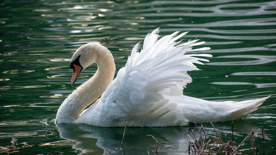 The Animal Spirit Hidden Behind Every Zodiac Sign’s Personality - NewsBreak