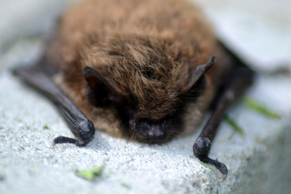 Rabid Bat Bites Person in Michigan—Here’s What to Know - NewsBreak