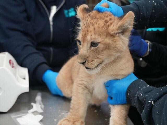 New photos released of Detroit Zoo's lion cubs during first veterinary ...