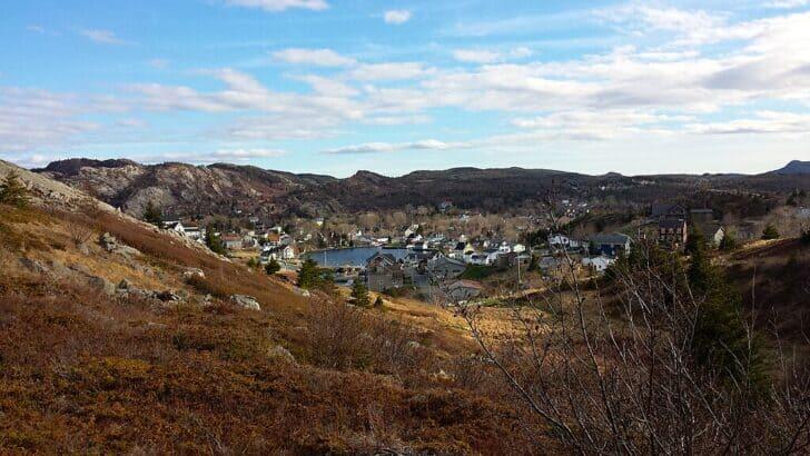 Animals and Wildlife in Newfoundland and Labrador - NewsBreak