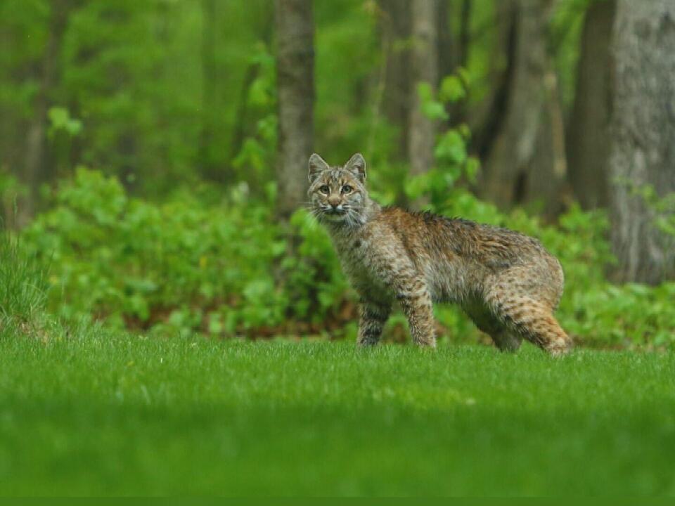 DNR: Minnesota man captures "photo of a lifetime", bobcat stalking prey