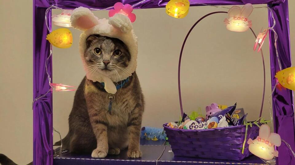 Johnson City cat makes 'Final Fur' in Cadbury Bunny Tryouts - NewsBreak