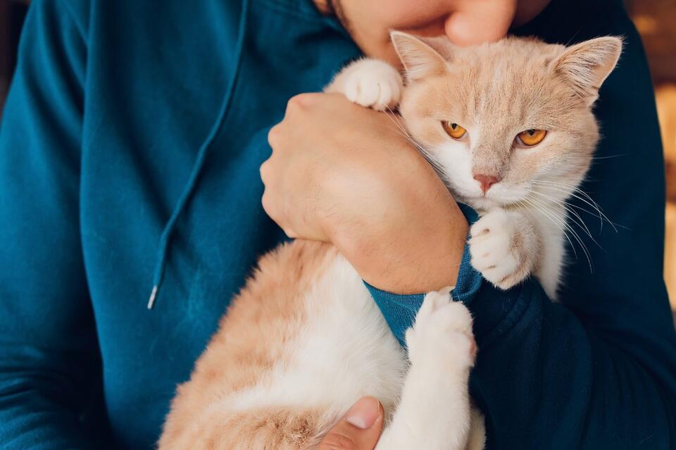 5 Ways Cats Quietly Take Care of Their Humans - NewsBreak