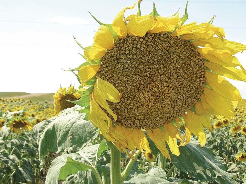 Crush plants rolling out new 2025 sunflower contracts - NewsBreak