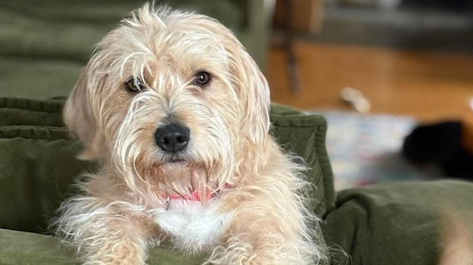 Meet Moonpie: The Sweet & Easy-Going Terrier Mix Ready to Steal Your ...