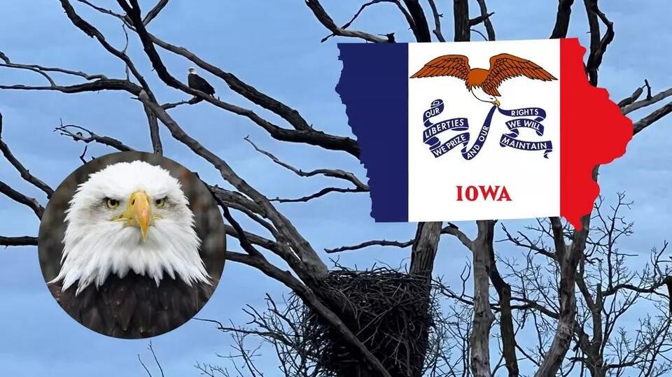 Highway 20 Eagles Return to Dubuque — Iowa Eagle Monitoring - NewsBreak
