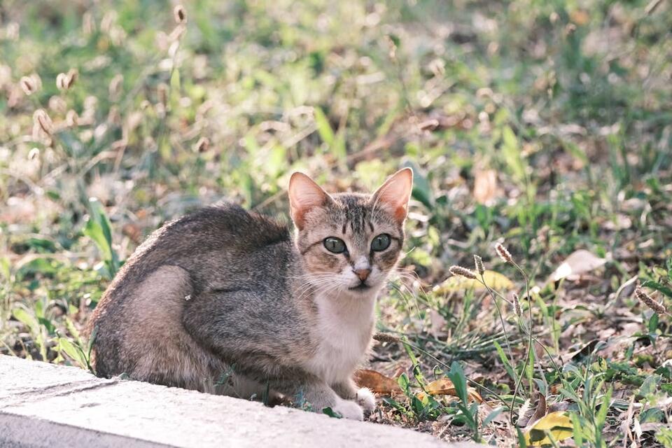 Shocking Street Cat Lockdown Enforced After Rare Birds Face Extinction ...