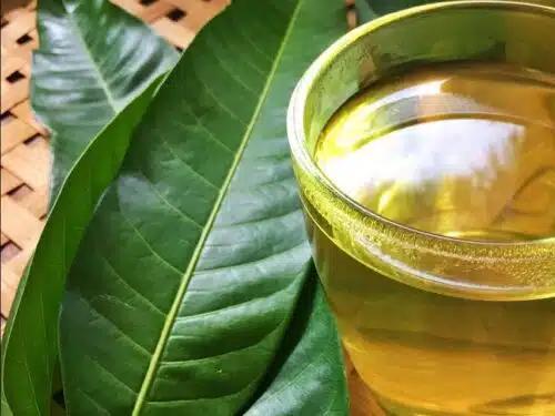 8 Incredible Benefits of Mango Leaves and How to Use Them