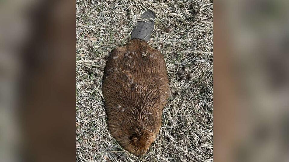 'Rabbit fever' outbreak believed to be cause of 9 beaver deaths in Utah ...