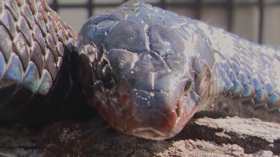 Florida officials release dozens of snakes to eat invasive snakes ...