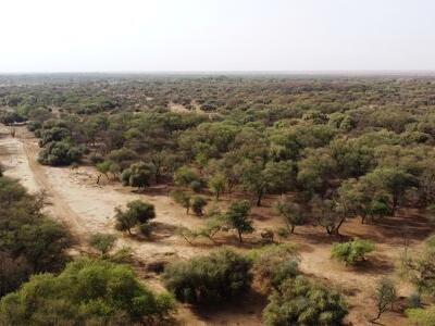 Africa's Great Green Wall to miss 2030 goal says UN desertification ...