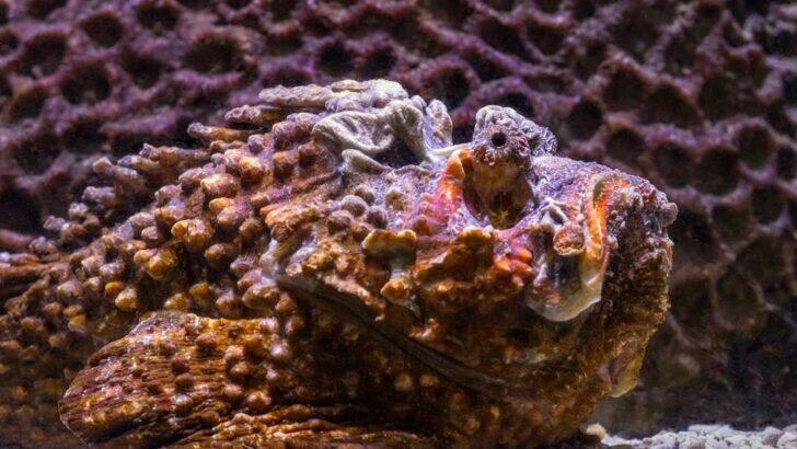 10 Wild Animals That Have Mastered the Art of Disguise - NewsBreak