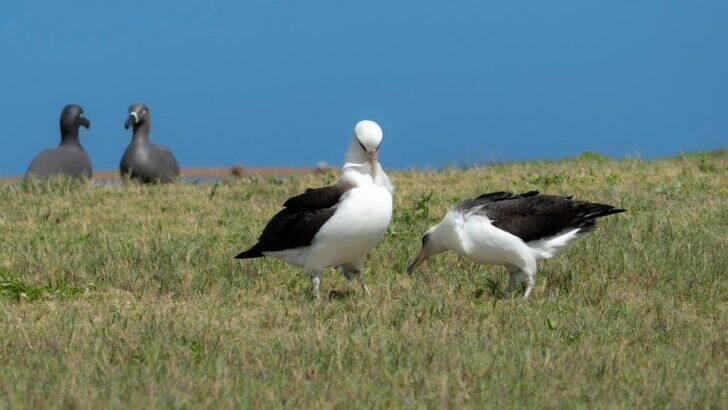 5 Fascinating Bird Species with Unbelievable Courtship Rituals - NewsBreak