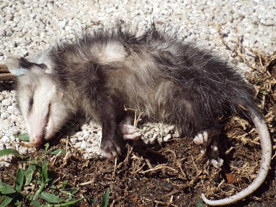 Why Some Animals Fake Death — and What it Means - NewsBreak