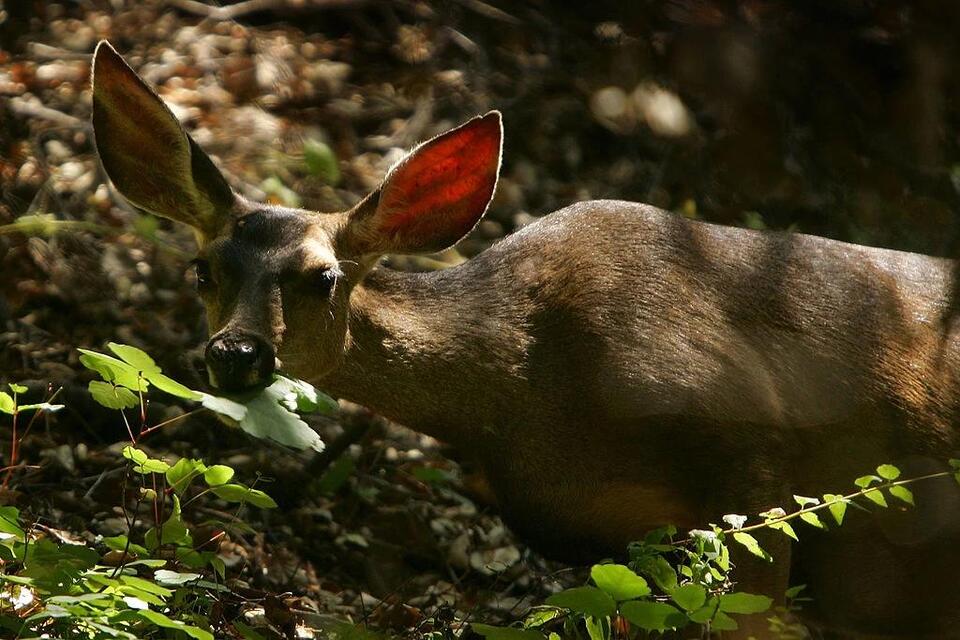 Should Montana Expand Urban Deer Hunting Programs? - NewsBreak