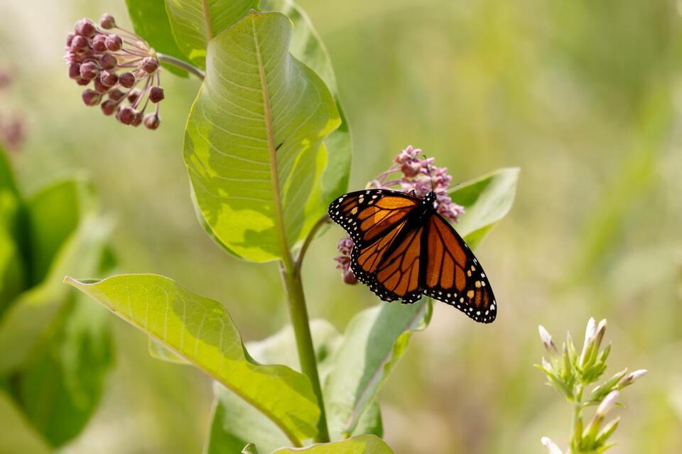 Love monarchs? What to grow this year to see more butterflies in your ...